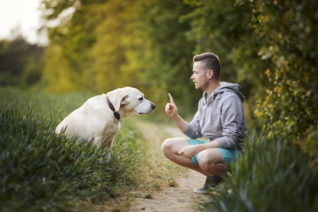 Using Clicker for Dog Training - A Comprehensive Guide